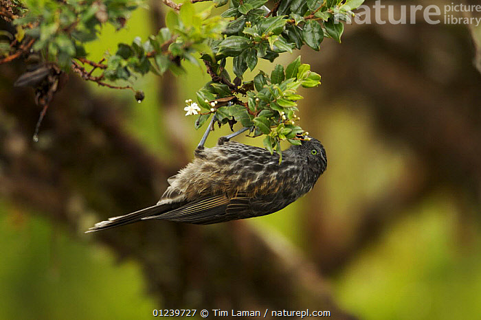 Stock photo of Black backed / Grey-streaked honeyeater (Ptiloprora ...