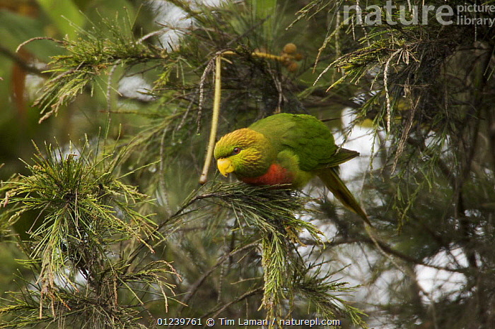 Stock photo of Yellow billed lorikeet (Neopsittacus musschenbroekii) in tree, Tari Valley ...