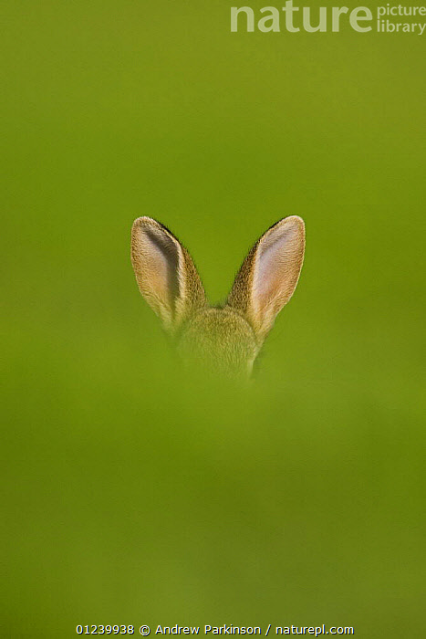 Stock photo of European rabbit (Oryctolagus cuniculus) alert, ears poke ...