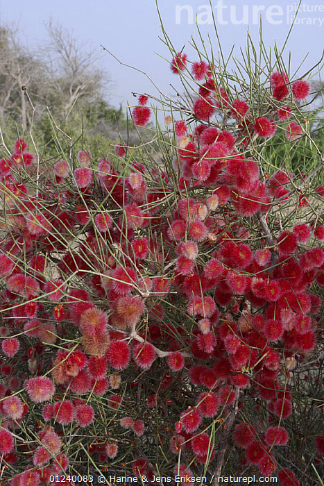 Stock photo of Arta (Calligonum comosum) seeds on bush, Muscat, Oman ...