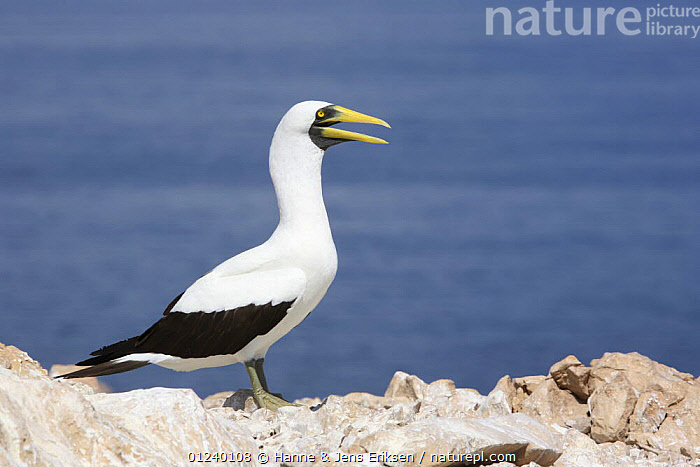 Stock photo of Masked booby (Sula dactylatra melanops) Daymaniyat ...