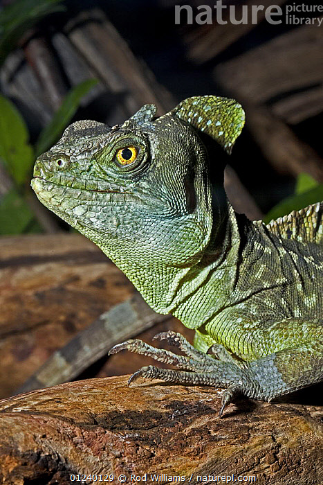 Stock photo of Male Double crested / Plumed basilisk (Basiliscus ...