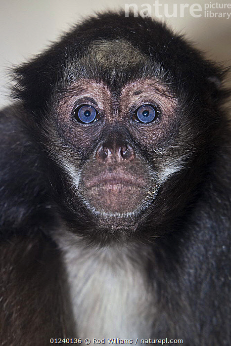 Stock photo of Variegated / Marimonda spider monkey (Ateles hybridus ...