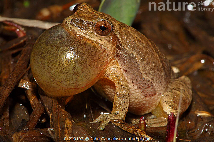Stock photo of Spring Peeper tree frog (Pseudacris crucifer / Hyla ...