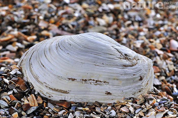 Stock photo of Blunt gaper shell (Mya truncata) on beach, Belgium ...
