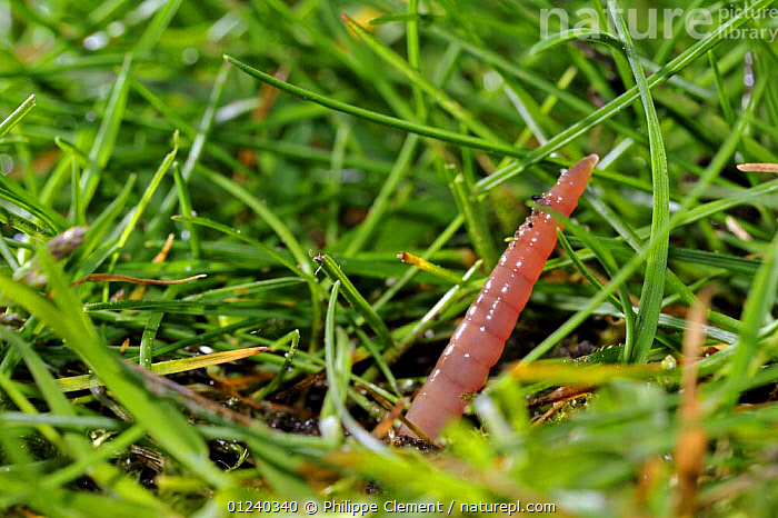 Stock photo of Earthworm (Metaphire sieboldi) emerging from earth in ...