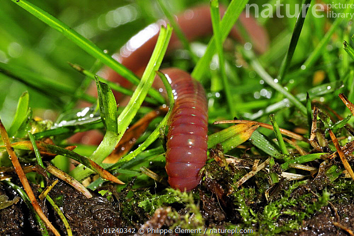 Stock photo of Earthworm (Lumbricus terrestris) burrowing into the ...