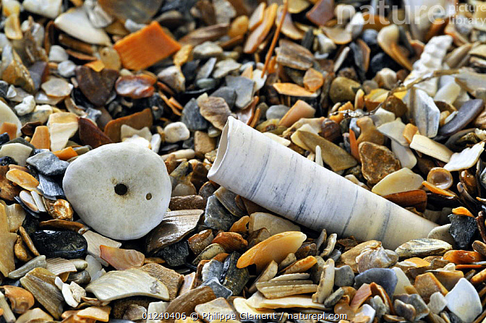 Stock photo of Pea urchin (Echinocyamus pusillus) and Elephant tooth ...
