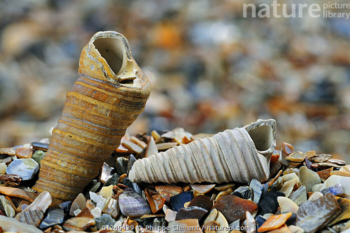 Stock photo of Turret-shell (Turritella communis) on beach, Belgium ...