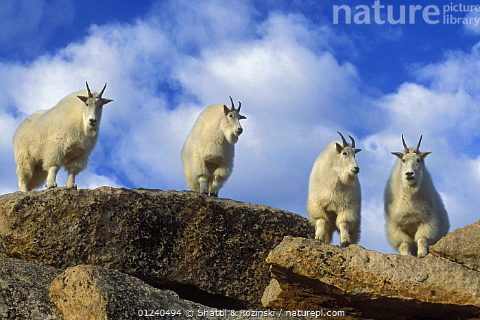 Stock photo of Four Mountain goats (Oreamnos americanus) looking down ...