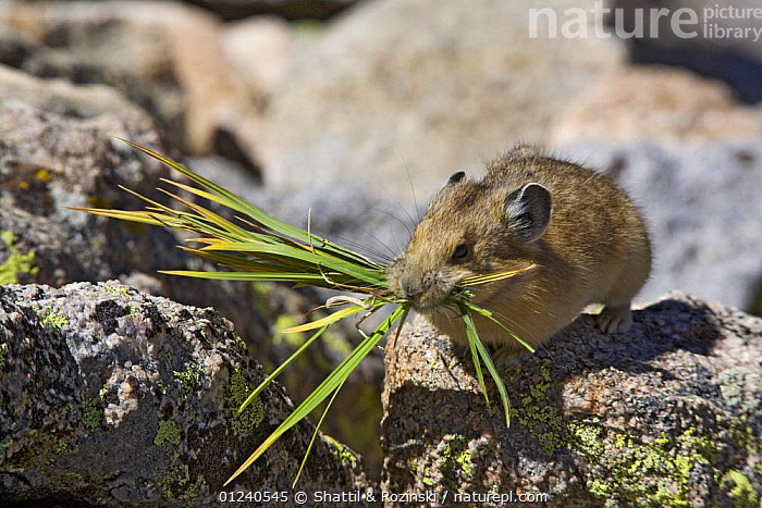 Stock photo of North American pika (Ochotona princeps) carrying grass ...