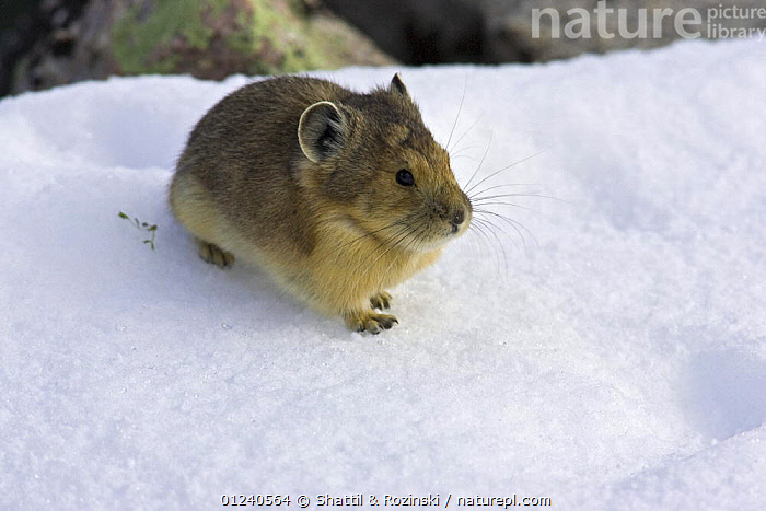 Stock photo of North American pika (Ochotona princeps) in snow, Mount ...