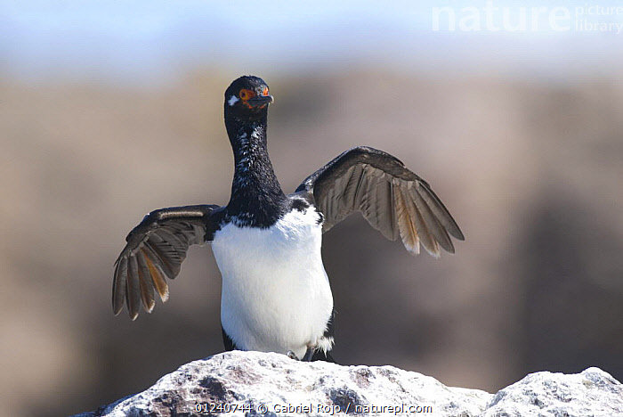 Stock photo of Magellan cormorant / Rock shag (Phalacrocorax ...