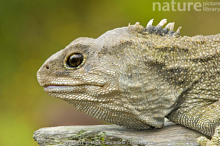 Stock photo of Cook Strait / Common / Northern tuatara (Sphenodon ...