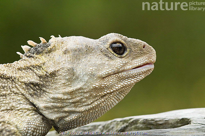 Stock photo of Cook Strait / Common / Northern tuatara (Sphenodon ...