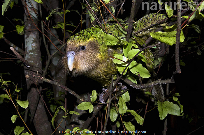 Stock photo of Kakapo (Strigops habroptila) wild male known as Sirocco ...