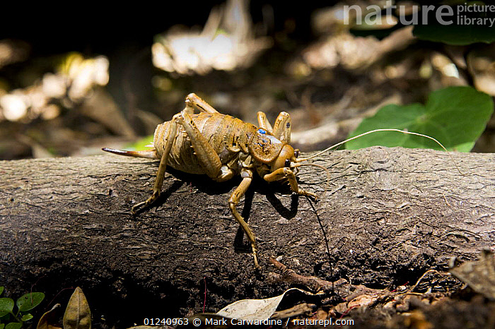 Stock photo of Cook Strait giant weta {Deinacrida rugosa} Extinct in ...