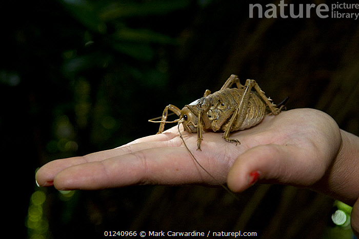 Stock photo of Cook Strait giant weta {Deinacrida rugosa} Extinct in ...