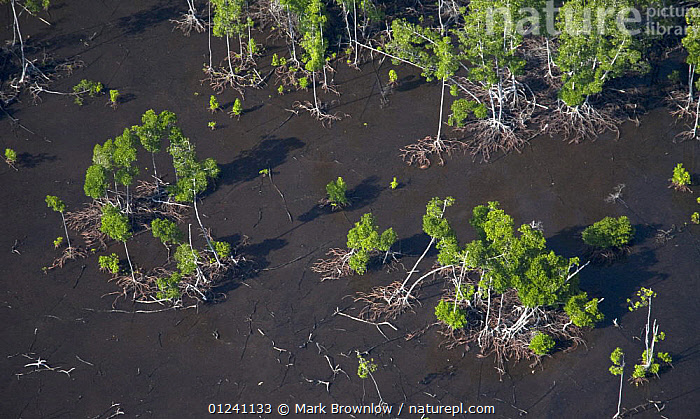 Stock photo of Aerial view of mangrove swamp, Papua New Guinea ...