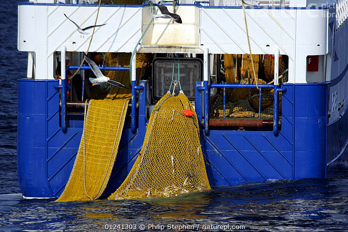 Stock photo of Net full of fish being winched onboard trawler "Ocean ...