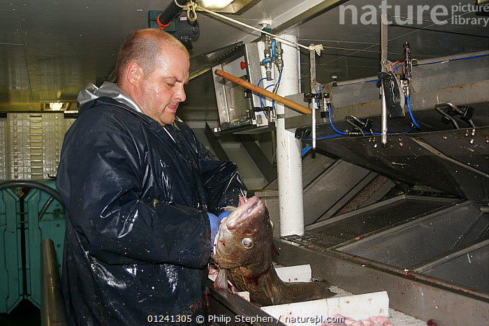 Stock photo of Man gutting Atlantic cod (Gadus morhua) on the ...