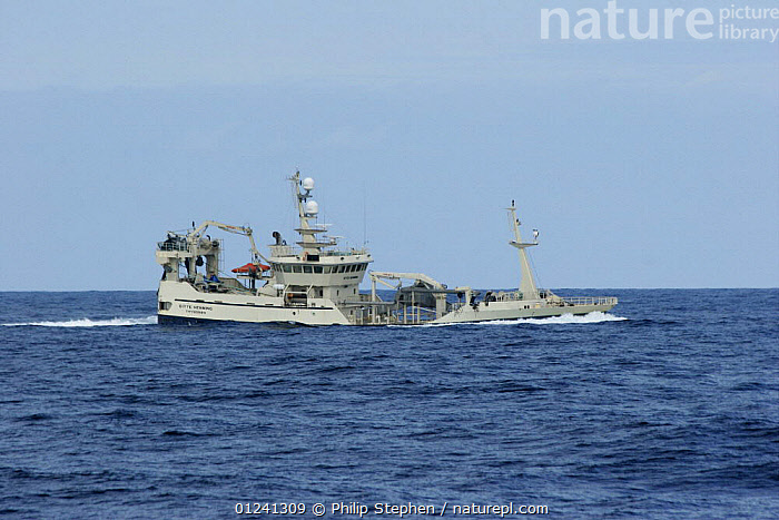 Stock photo of 75m Danish Trawler "Gitte Henning" entering the ...