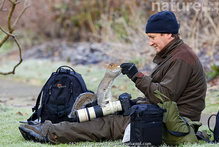 Stock photo of Tame Grey squirrel (Sciurus carolinensis) feeding from ...