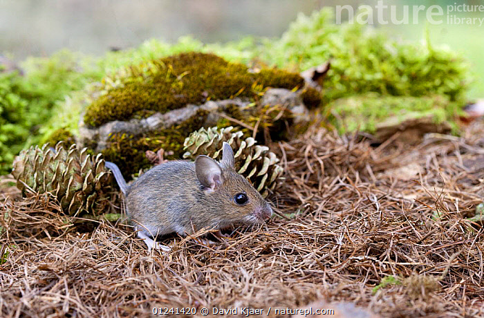 Stock photo of Wood mouse (Apodemus sylvaticus) juvenile, captive, UK ...