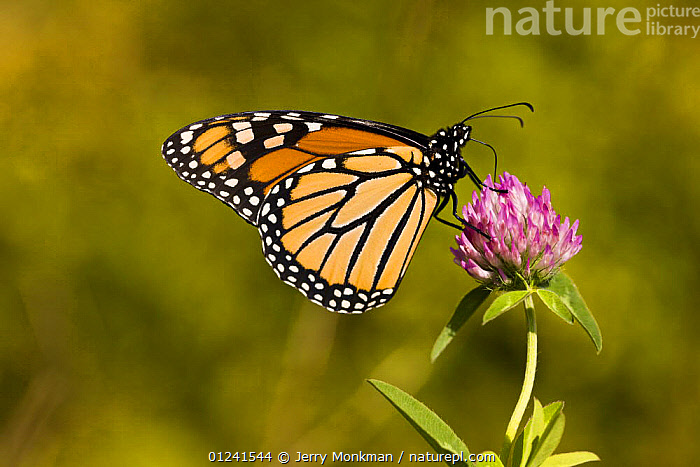 Stock photo of Monarch butterfly {Danaus plexippus} on clover ...