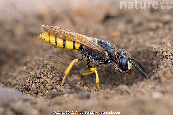 Stock photo of Beewolf / Bee killer wasp (Philanthus triangulum) male ...