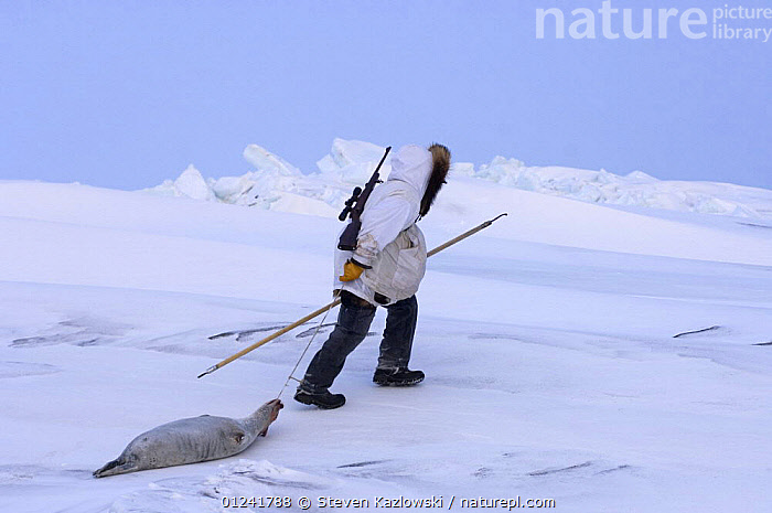 Stock photo of Inupiaq subsistence hunter dragging Ringed seal (Phoca ...