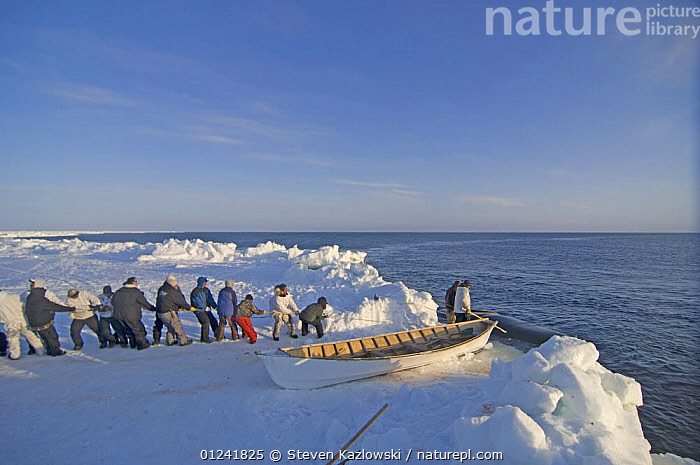 Stock photo of An Inupiaq whaling crew pulling in Bowhead whale ...