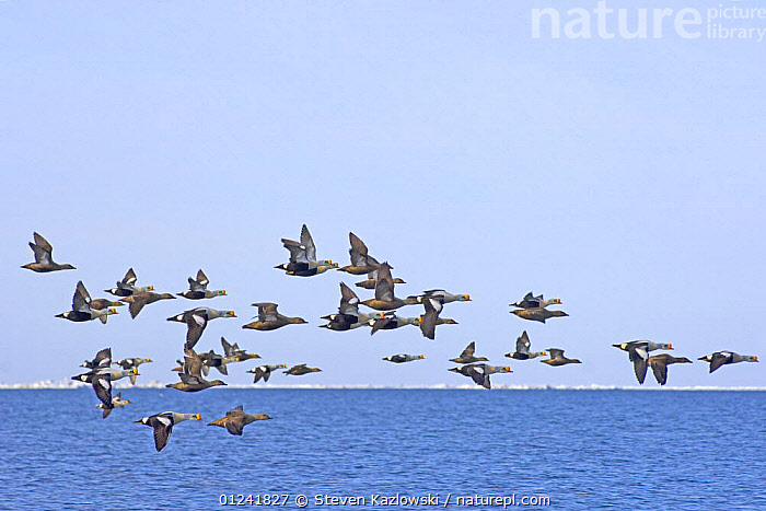Stock photo of King eider duck (Somateria spectabilis) flock in flight ...