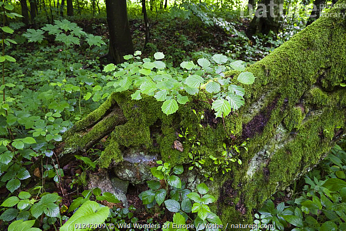 Stock photo of New growth in a deciduous forest amongst old tree roots ...