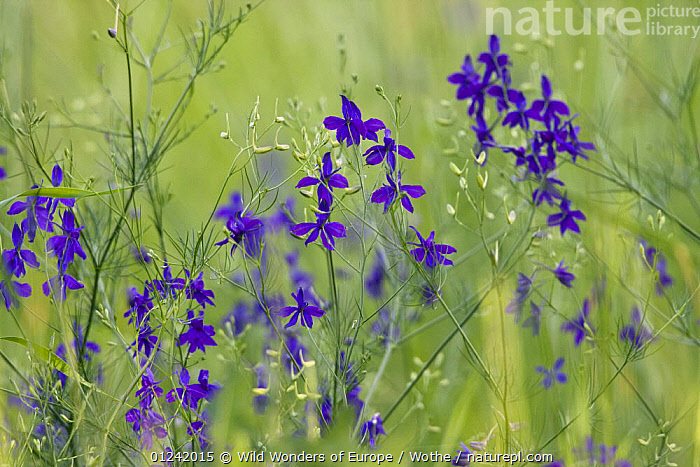 Stock photo of Forking Larkspur (Delphinium consolida / Consolida ...