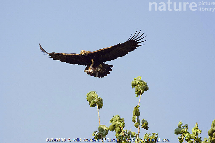 Stock photo of Eastern imperial eagle (Aquila heliaca) carrying Hare ...