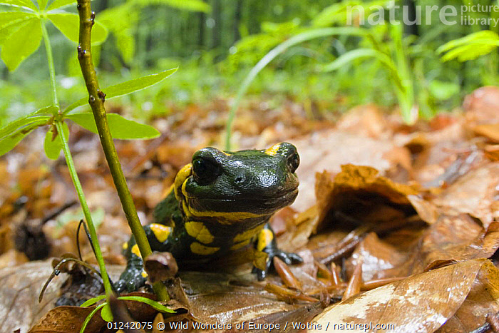 Stock photo of European / Fire salamander, (Salamandra salamandra ...