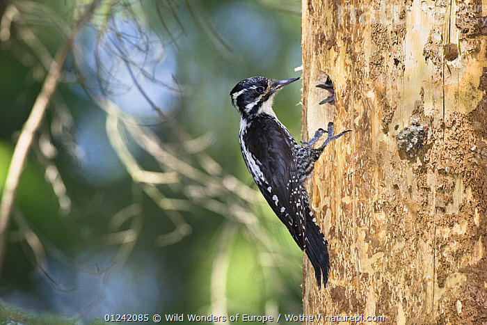 Stock photo of Female Three toed woodpecker (Picoides tridactylus)at ...