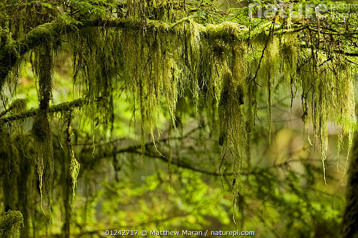 Stock photo of Common witch? hair (Alectoria sarmentosa) growing on a ...