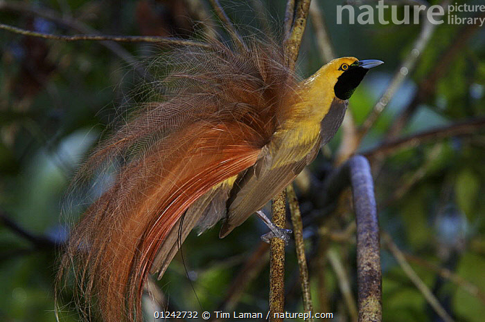 Stock photo of Goldie's Bird of Paradise {Paradisaea decora} male ...