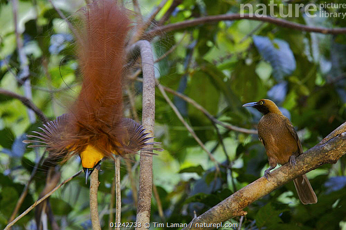 Stock photo of Goldie's Bird of Paradise (Paradisaea decora) displaying ...