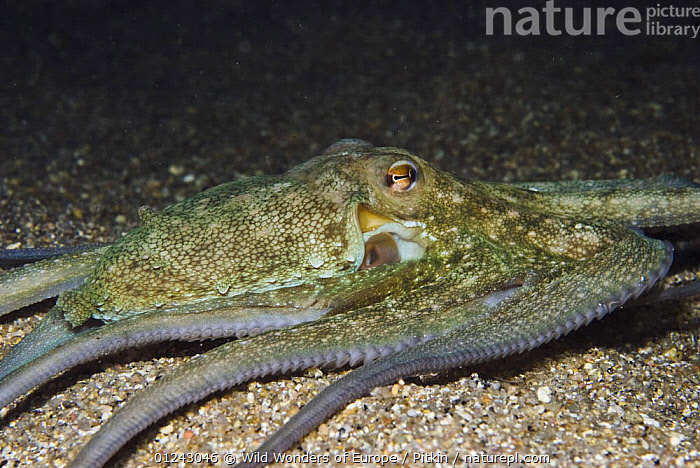 Stock photo of Common octopus (Octopus vulgaris) hunting at night ...