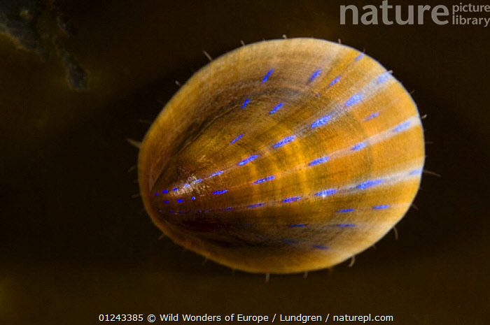 Stock photo of Blue rayed limpet (Patina / Ansates pellucida ...