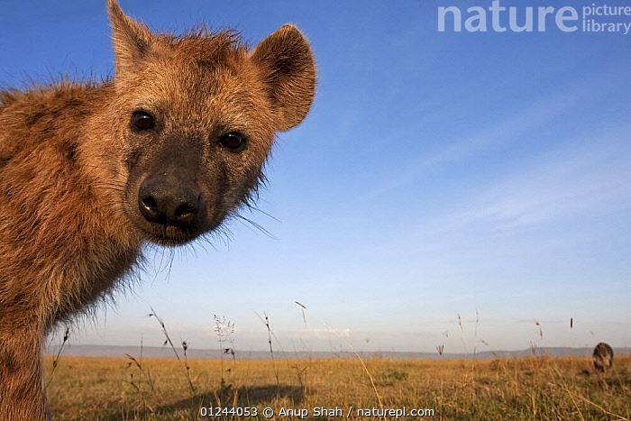 Stock photo of Spotted hyena (Crocuta crocuta) adolescent approaching ...