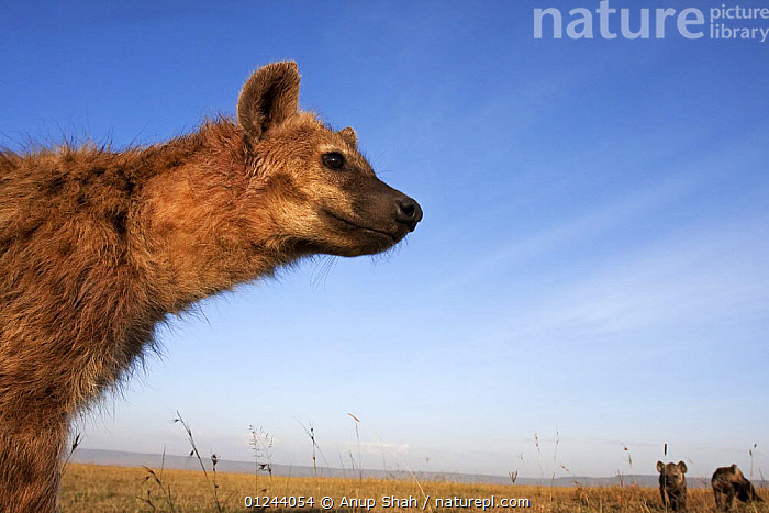 Stock photo of Spotted hyena (Crocuta crocuta) adolescent, Masai Mara ...