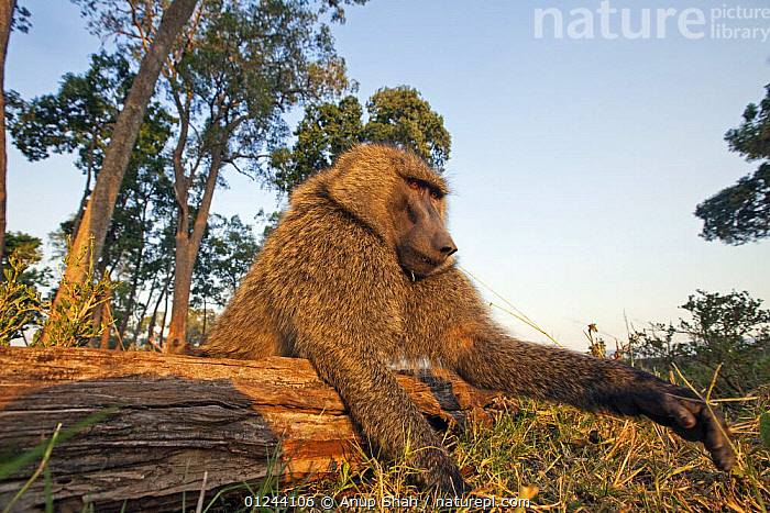 Stock photo of Olive baboon (Papio cynocephalus anubis) male gathering ...