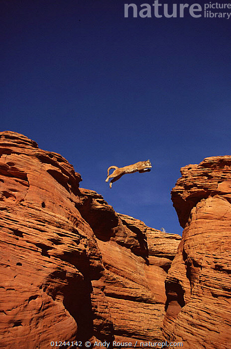 Mountain Lion Jumping
