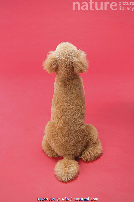 Stock photo of Rear view of a Toy poodle sitting. Available for sale on ...