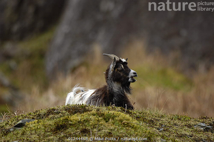 Stock photo of Feral Goat {Capra hircus} resting on mossy mound ...