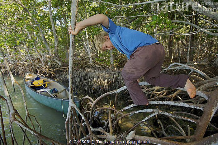 Stock photo of Russell Laman climbing on mangrove roots, Bradley Key ...